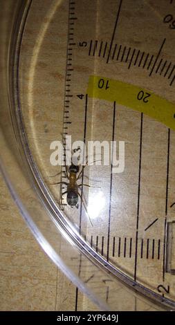 Red-barbed Ant (Formica rufibarbis), Insecta, Gerbrunn, Deutschland ...