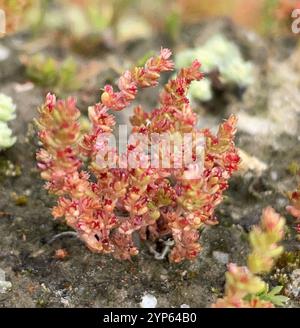 sand pygmyweed (Crassula connata Stock Photo - Alamy