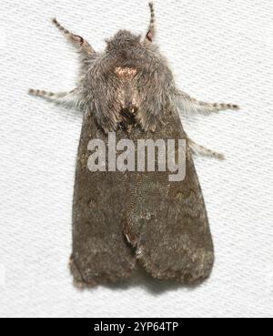 Roland's Sallow (Psaphida rolandi Stock Photo - Alamy
