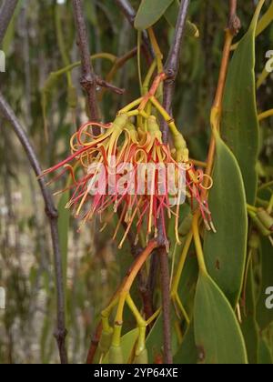 Box Mistletoe (Amyema miquelii Stock Photo - Alamy