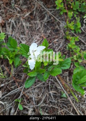 sand blackberry (Rubus cuneifolius Stock Photo - Alamy