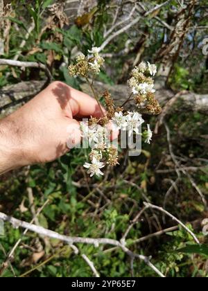Mexican Winged Crown-Beard (Verbesina microptera Stock Photo - Alamy