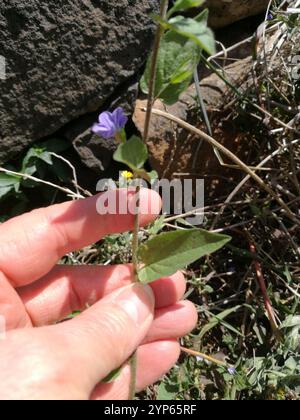 Small Blue Convolvulus (Convolvulus siculus Stock Photo - Alamy