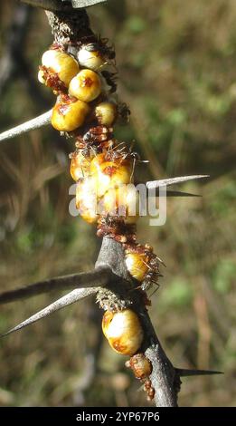 Small pugnacious ant (Anoplolepis steingroeveri Stock Photo - Alamy