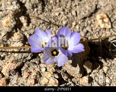 sandblossom (Linanthus parryae Stock Photo - Alamy