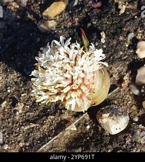 (Crassula columnaris columnaris Stock Photo - Alamy