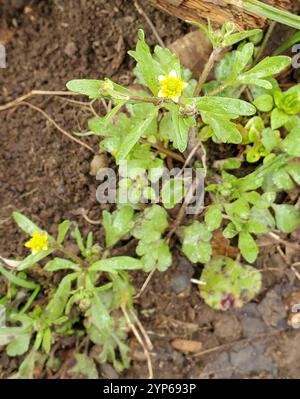 rock buttercup (Ranunculus micranthus Stock Photo - Alamy