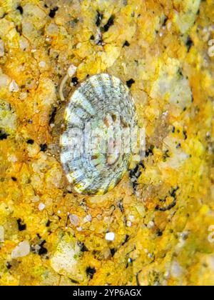 True Limpets (Patellogastropoda Stock Photo - Alamy