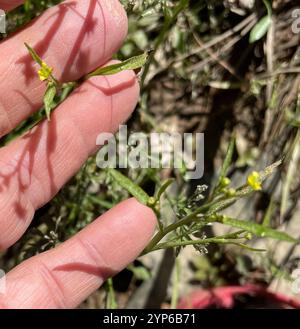 low spearwort (Ranunculus pusillus Stock Photo - Alamy