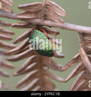 Bracken Stink Bug (Erachtheus lutulentus Stock Photo - Alamy