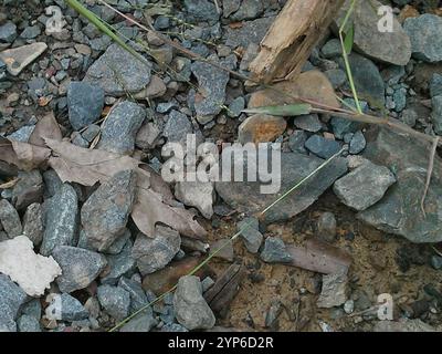 Cardinal Jumping Spider (Phidippus cardinalis Stock Photo - Alamy