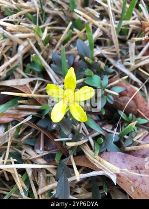 Early Buttercup (Ranunculus fascicularis Stock Photo - Alamy