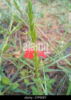 Witchweed (Striga asiatica Stock Photo - Alamy