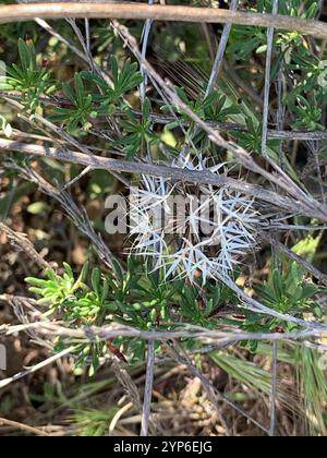 silverpuffs (Uropappus lindleyi Stock Photo - Alamy