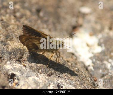 Moore's Ace (Halpe porus Stock Photo - Alamy