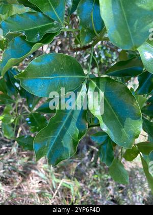 Wharangi (Melicope ternata Stock Photo - Alamy