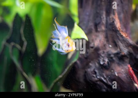 close-up of colourful relaxing fish moving amongst plants, rocks and ...