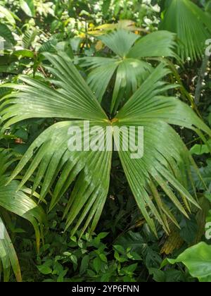 toquilla palm (Carludovica palmata Stock Photo - Alamy
