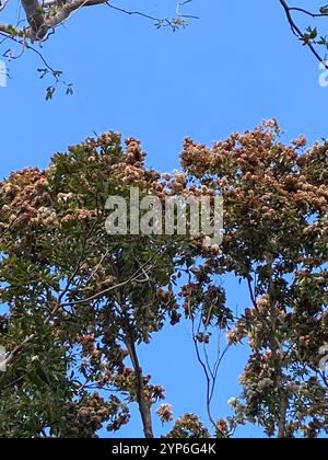 Spanish Elm (Cordia gerascanthus Stock Photo - Alamy
