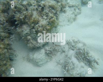Pipefishes, Seahorses, and Seadragons (Syngnathidae Stock Photo - Alamy