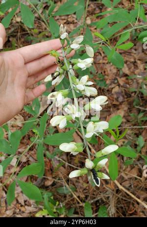 white wild indigo (Baptisia alba), Plantae, North Carolina, US, Very ...