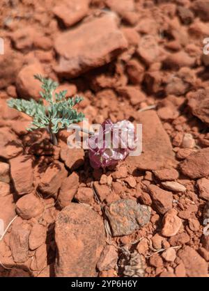 purple-nerve cymopterus (Vesper multinervatus Stock Photo - Alamy