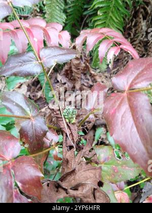 Cascade Oregon-grape (Berberis nervosa Stock Photo - Alamy
