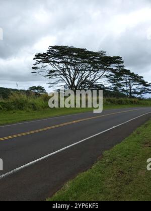 Molucca Albizia (Falcataria falcata Stock Photo - Alamy