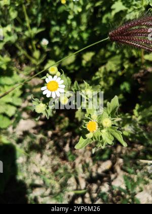 Shortray Rockdaisy (Perityle microglossa Stock Photo - Alamy