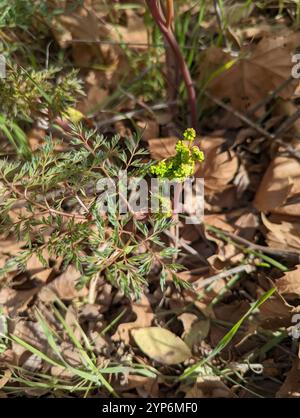 Fernleaf Biscuitroot (Lomatium dissectum Stock Photo - Alamy