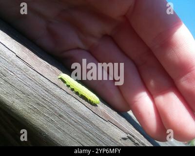 Speckled Green Fruitworm Moth (Orthosia hibisci) Insecta Stock Photo ...