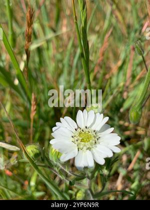 Woodrush tarweed (Hemizonia congesta luzulifolia Stock Photo - Alamy