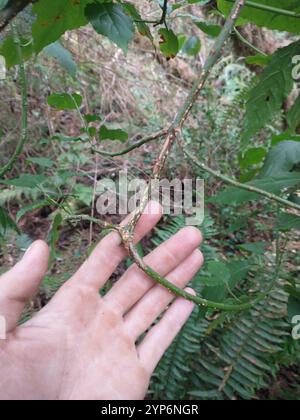 western burning bush (Euonymus occidentalis Stock Photo - Alamy