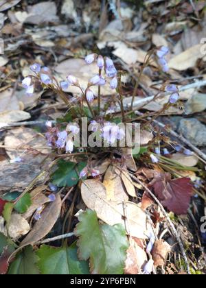 snow queen (Veronica regina-nivalis Stock Photo - Alamy