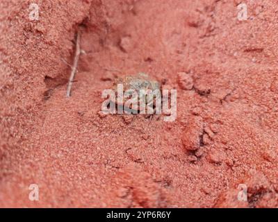 Desert Trilling Frog (Neobatrachus sudelli), Amphibia, Narrabri NSW ...