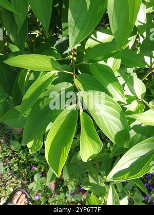 Piper aduncum L Piper aduncum L Stock Photo - Alamy