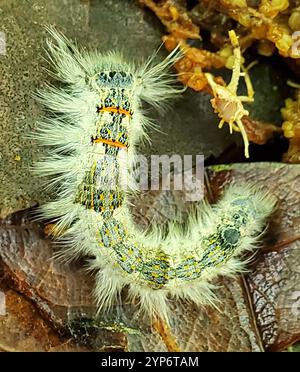 American Lappet Moth (Phyllodesma americana Stock Photo - Alamy