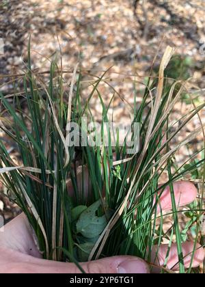 Florida Sedge (Carex floridana Stock Photo - Alamy