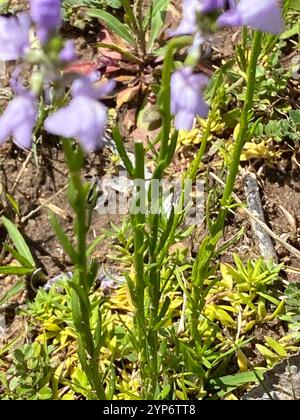 Texas toadflax (Nuttallanthus texanus Stock Photo - Alamy
