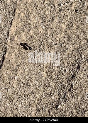 Black Harvester Ant (Veromessor pergandei), Insecta, Inyo County, CA ...