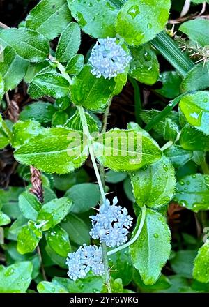 modesty (Whipplea modesta Stock Photo - Alamy