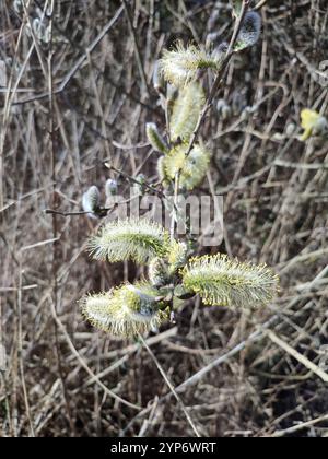 Rusty Willow (Salix atrocinerea Stock Photo - Alamy