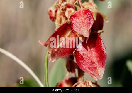 winged dock (Rumex venosus Stock Photo - Alamy