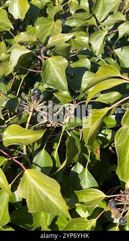 Canary Islands Ivy (Hedera canariensis) Plantae Stock Photo - Alamy