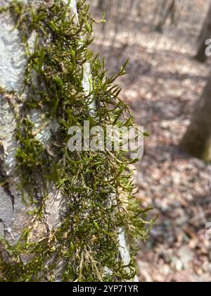 smooth hook moss (Leucodon julaceus), Plantae, Holly Springs National ...