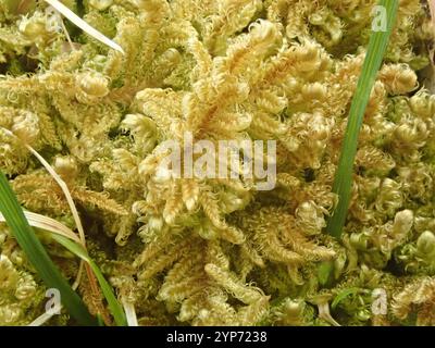 Comb-moss (Ctenidium molluscum Stock Photo - Alamy