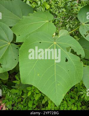 Balsa Tree (Ochroma pyramidale Stock Photo - Alamy