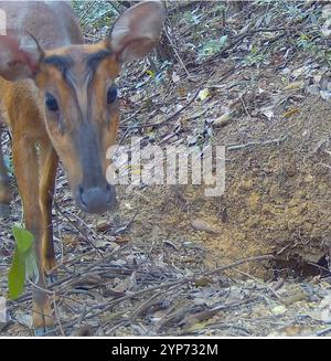 Northern red muntjac Muntiacus vaginalis, female foraging, Khao Yai ...