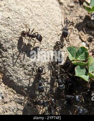 Andre's Harvester Ant (Veromessor andrei) Insecta Stock Photo - Alamy