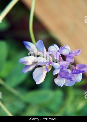 slender vetch (Vicia ludoviciana Stock Photo - Alamy
